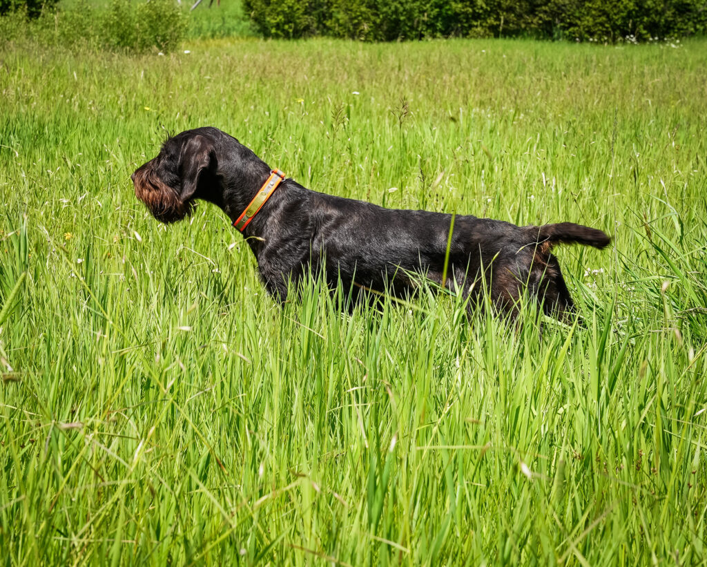 Puppies & Trained Dogs | CLADDAGH KENNEL