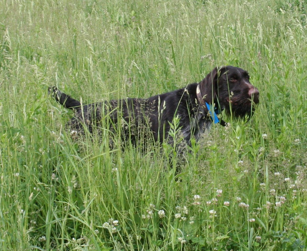 The Claddagh Crew - CLADDAGH KENNEL | CLADDAGH KENNEL